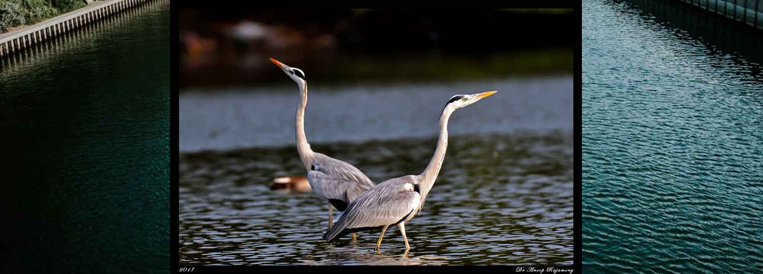 Kerala Veterinary and Animal Sciences University (KVASU)