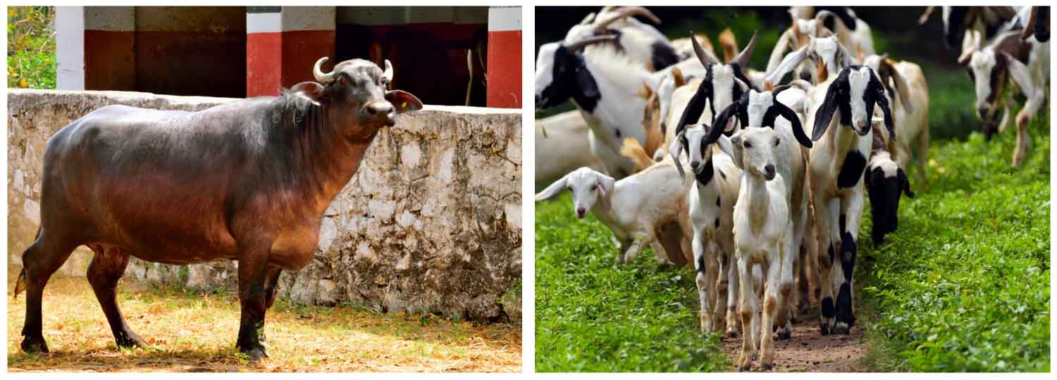 Kerala Veterinary and Animal Sciences University (KVASU)